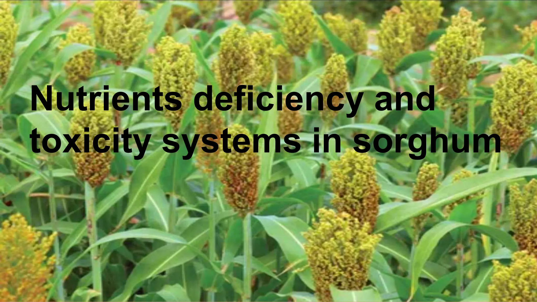 133-B.Chandini-deficiency and toxicity in sorghum .pptx