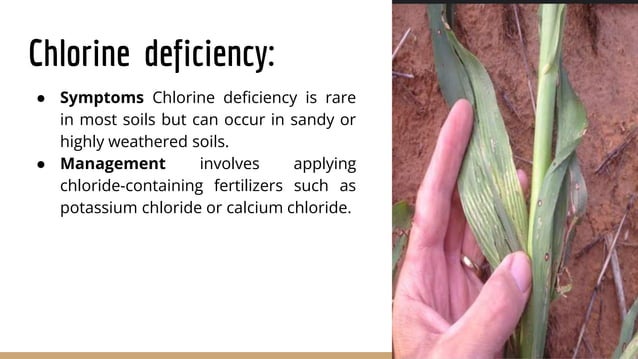 133-B.Chandini-deficiency and toxicity in sorghum .pptx