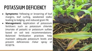 133-B.Chandini-deficiency and toxicity in sorghum .pptx