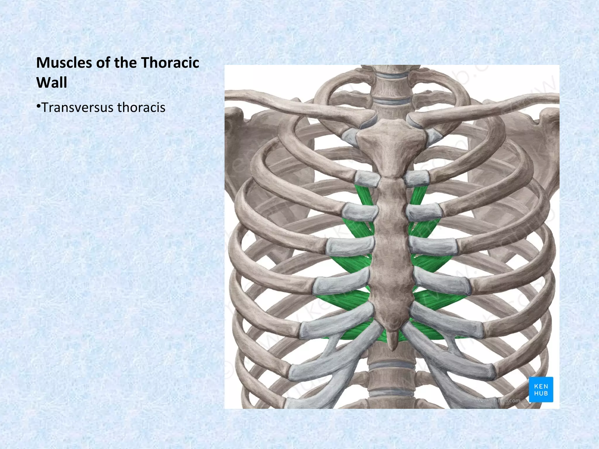 thoracic wall | PPT | Death, Injury, or Military Conflict | Sensitive ...