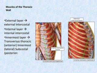thoracic wall | PPT | Death, Injury, or Military Conflict | Sensitive ...