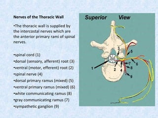thoracic wall | PPT