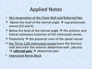 thoracic wall | PPT | Death, Injury, or Military Conflict | Sensitive ...