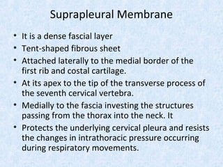 thoracic wall | PPT