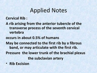 thoracic wall | PPT