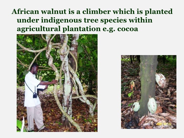 Cultivation of African walnut Tetracarpidium Conophorum Mull. (Arg) o…