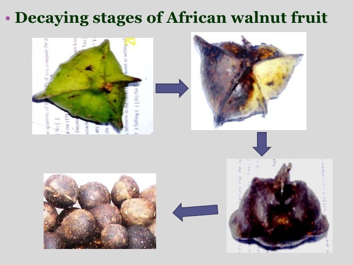 Cultivation of African walnut Tetracarpidium Conophorum Mull. (Arg) o…