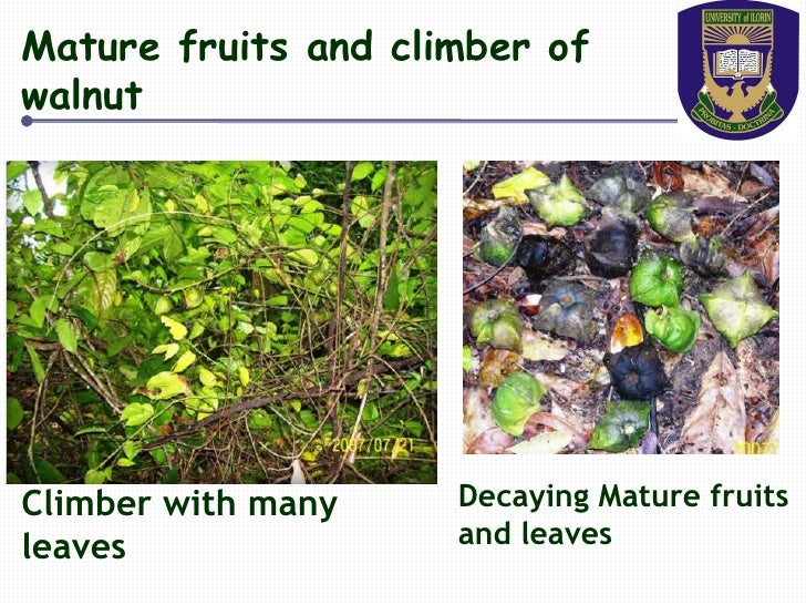 Cultivation of African walnut Tetracarpidium Conophorum Mull. (Arg) o…