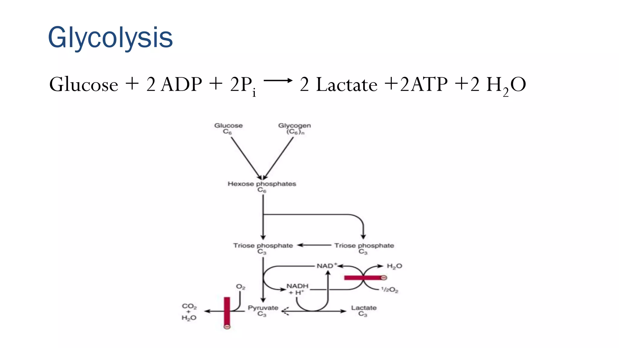 Understanding Lactate - Paul Marik | PPTX