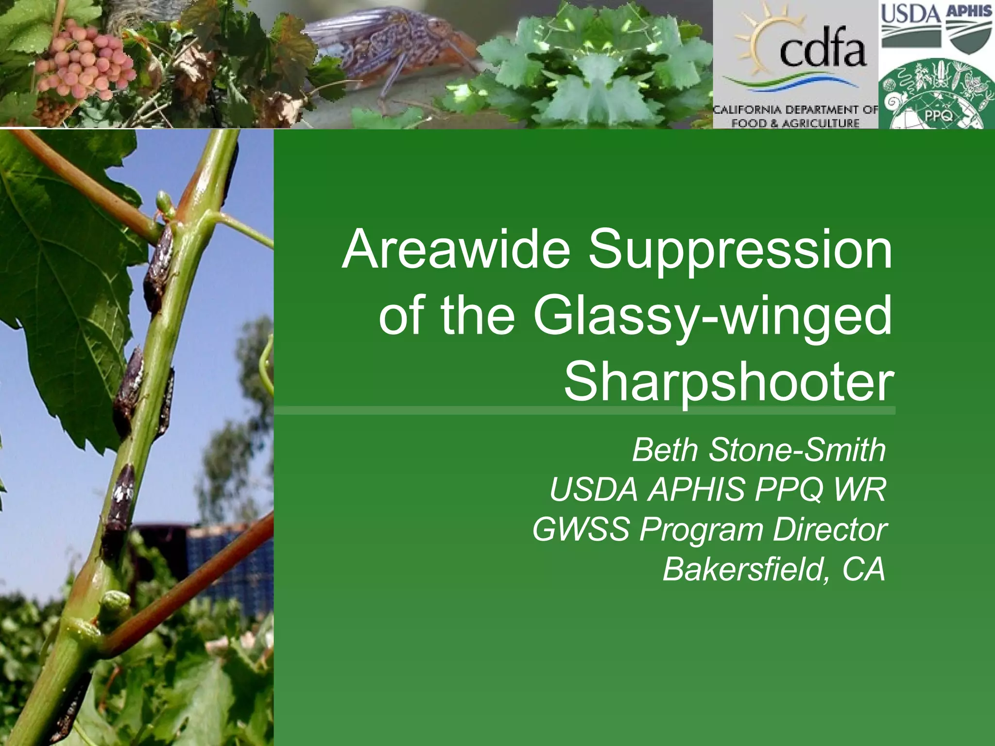 Areawide Suppression of the Glassy-winged Sharpshooter - Beth Stone ...