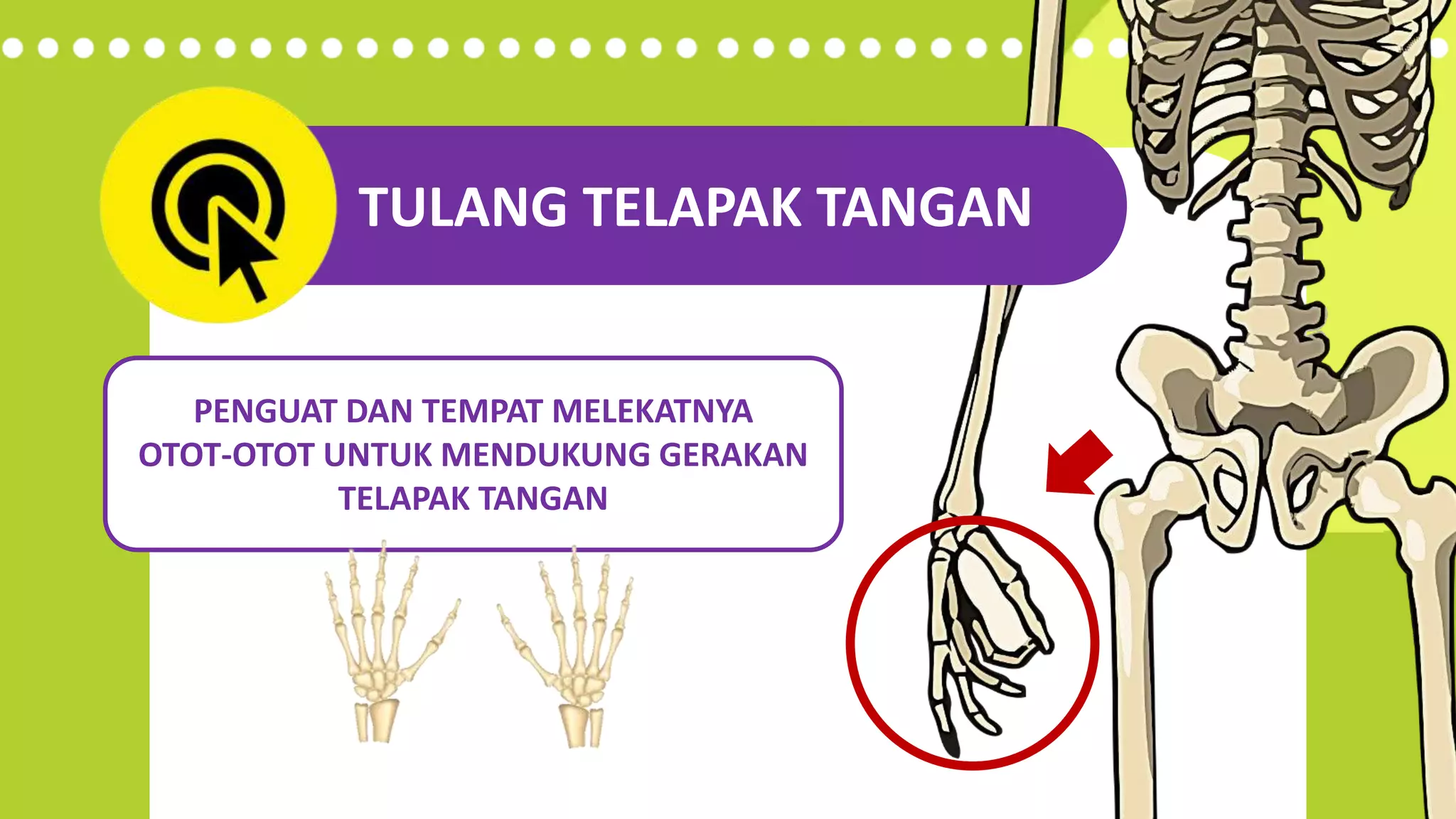 Fungsi tulang pada lengan manusia | smartpoint | PPSX