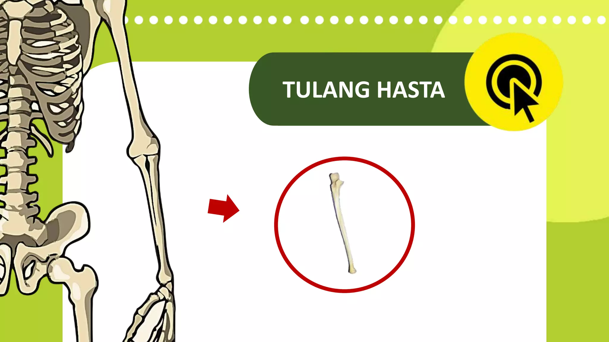 Fungsi tulang pada lengan manusia | smartpoint | PPSX