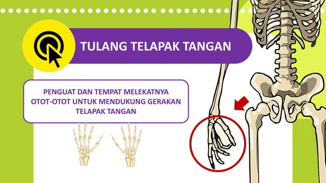 Fungsi tulang pada lengan manusia | smartpoint | PPSX