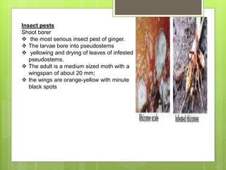 Scientific aspects of ginger cultivation | PPT