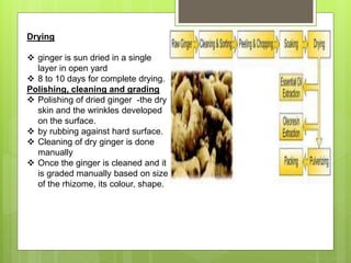 Scientific aspects of ginger cultivation | PPT