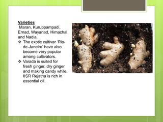 Scientific aspects of ginger cultivation | PPT