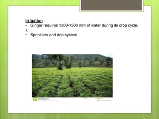 Scientific aspects of ginger cultivation | PPT