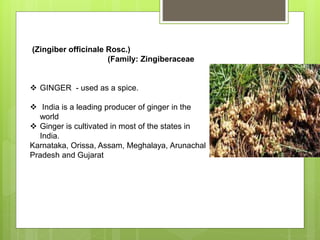 Scientific aspects of ginger cultivation | PPT