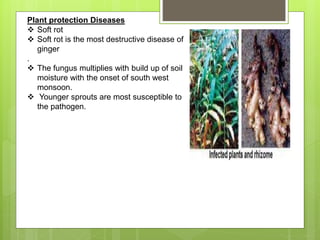 Scientific aspects of ginger cultivation | PPT