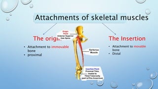 Attachments Of Skeletal Muscles | PPTX