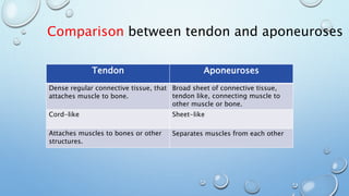 Attachments Of Skeletal Muscles | PPTX