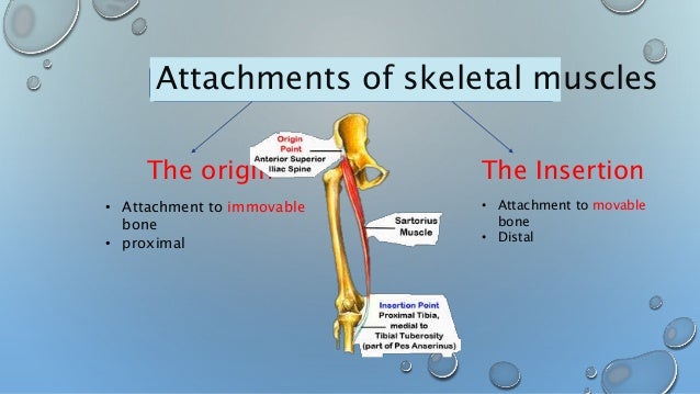 Attachments Of Skeletal Muscles