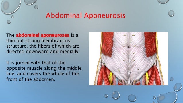 Attachments Of Skeletal Muscles