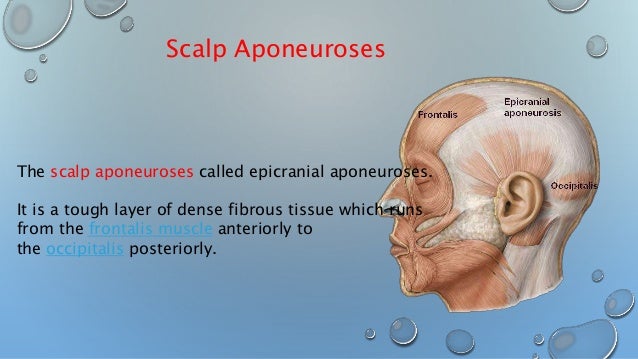 Attachments Of Skeletal Muscles