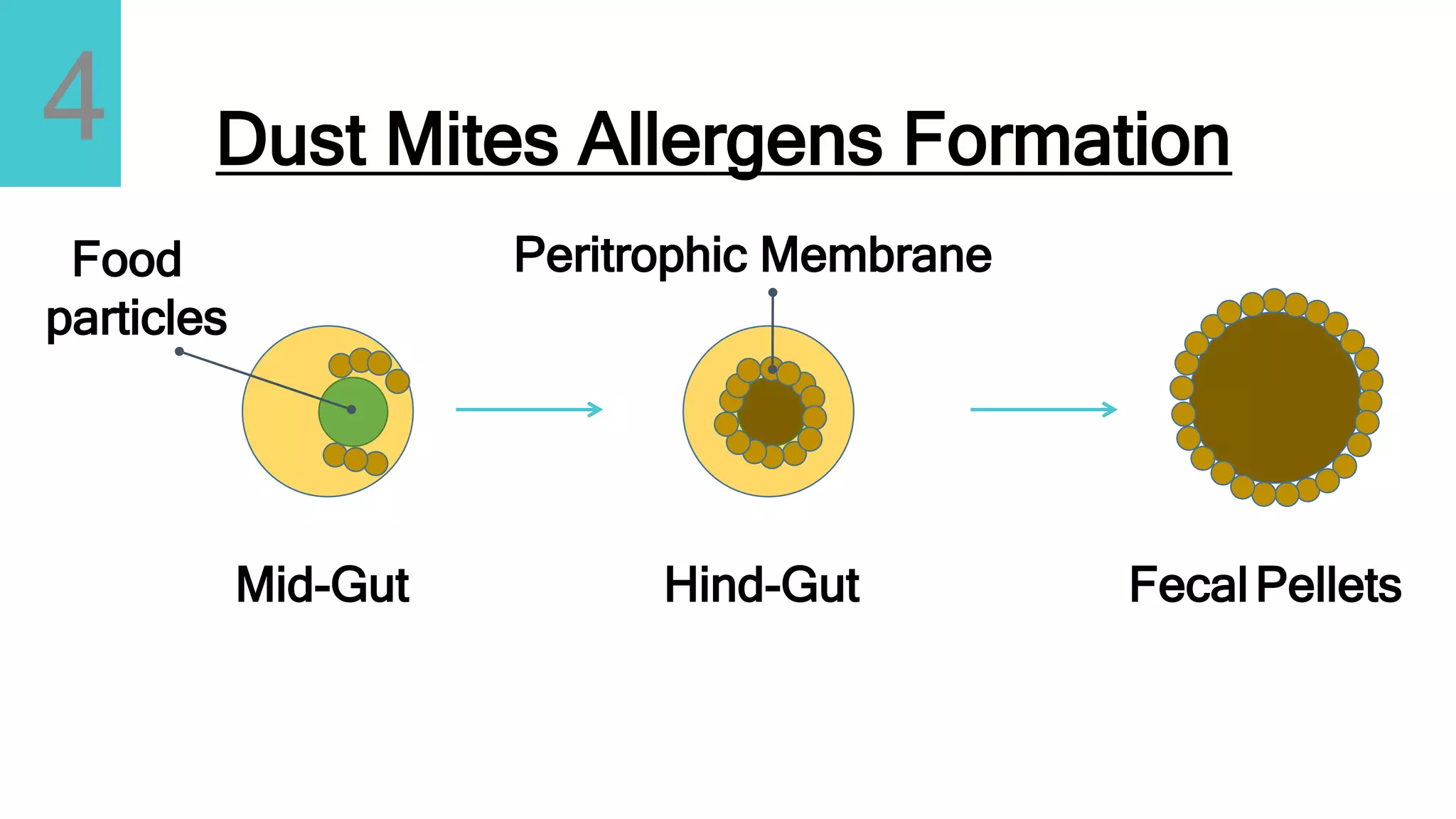 House Dust Mites | PPTX