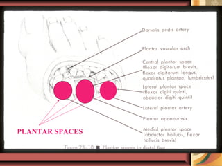 1362564096 anatomy and spread of foot infections | PPT