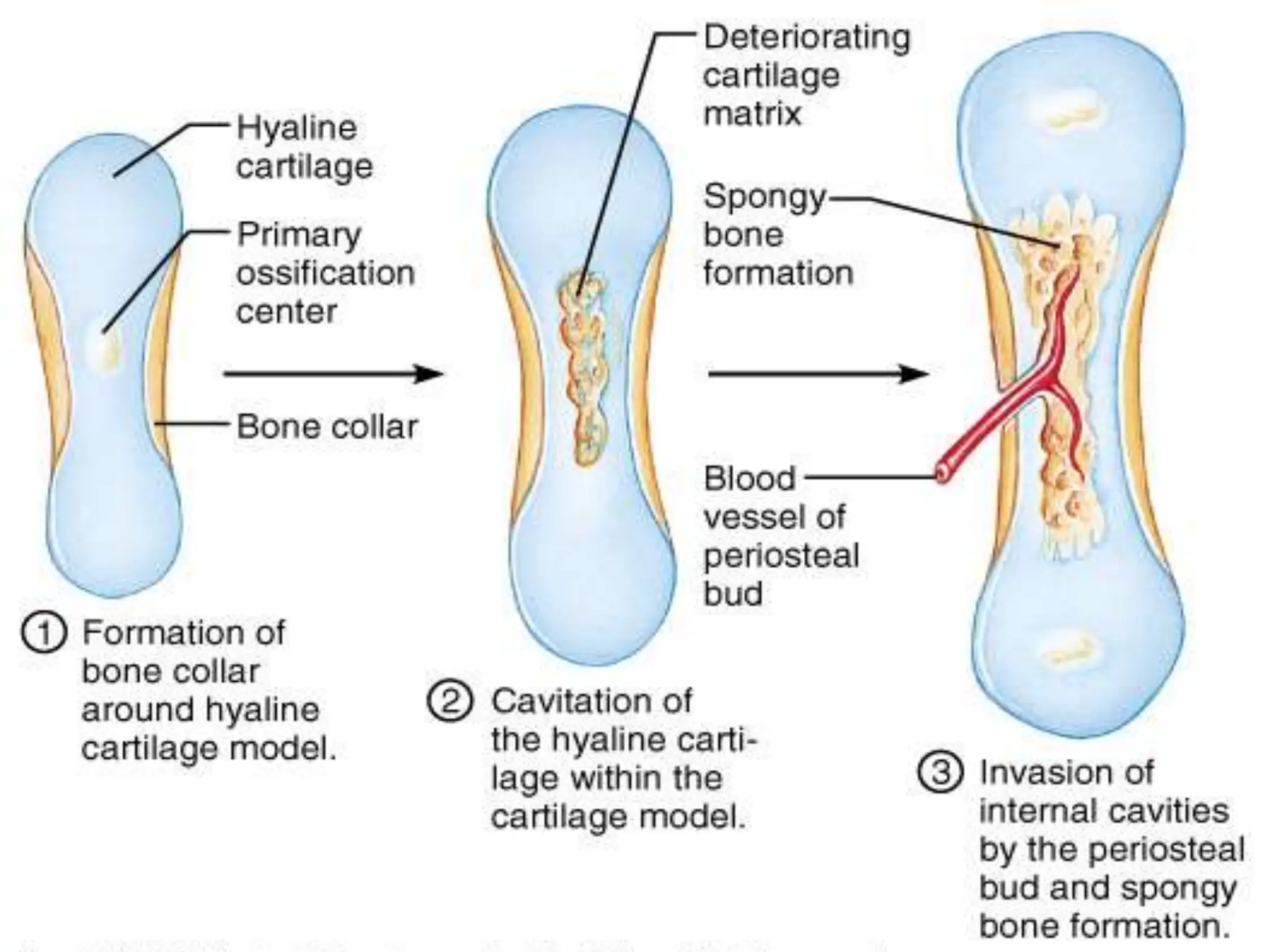 Bone Histology13732720 Bone Histology.ppt