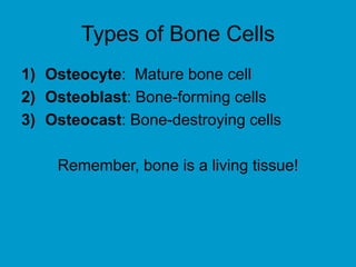 Bone Histology13732720 Bone Histology.ppt