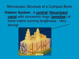 Bone Histology13732720 Bone Histology.ppt
