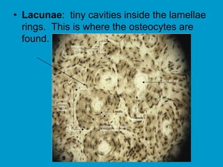 Bone Histology13732720 Bone Histology.ppt
