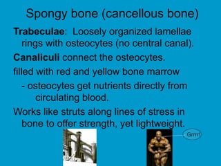 Bone Histology13732720 Bone Histology.ppt