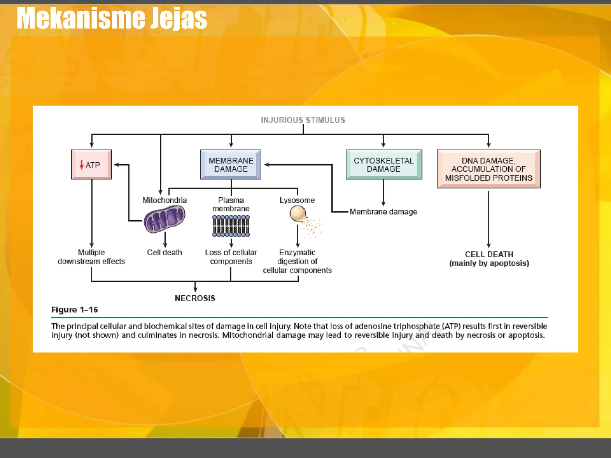 jejas adaptasi dan kematian sel presentasi.ppt