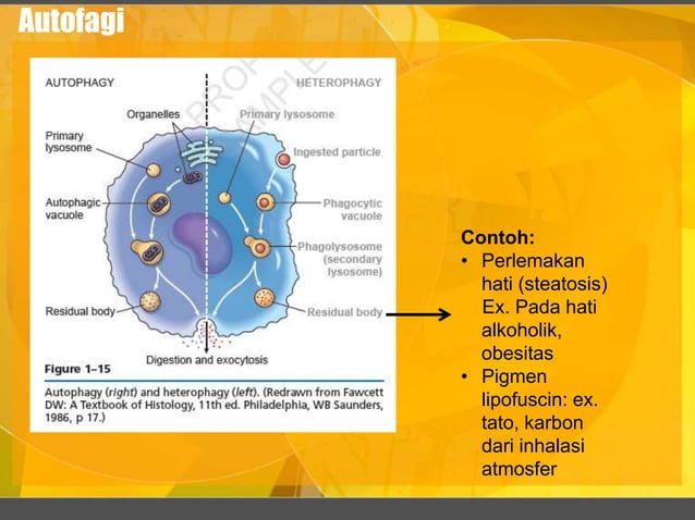 jejas adaptasi dan kematian sel presentasi.ppt