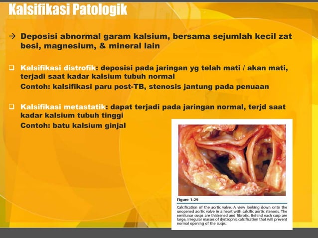 jejas adaptasi dan kematian sel presentasi.ppt