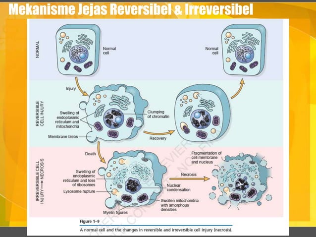 jejas adaptasi dan kematian sel presentasi.ppt
