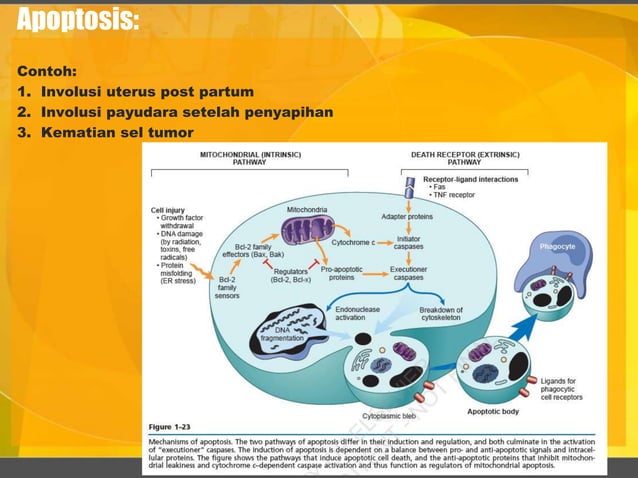 jejas adaptasi dan kematian sel presentasi.ppt