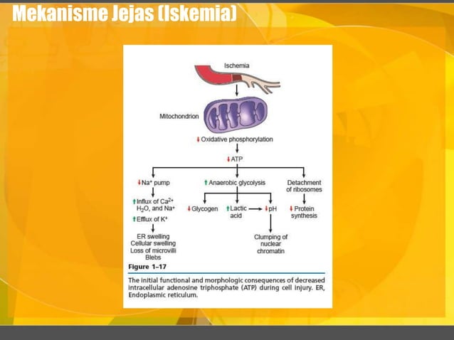 jejas adaptasi dan kematian sel presentasi.ppt