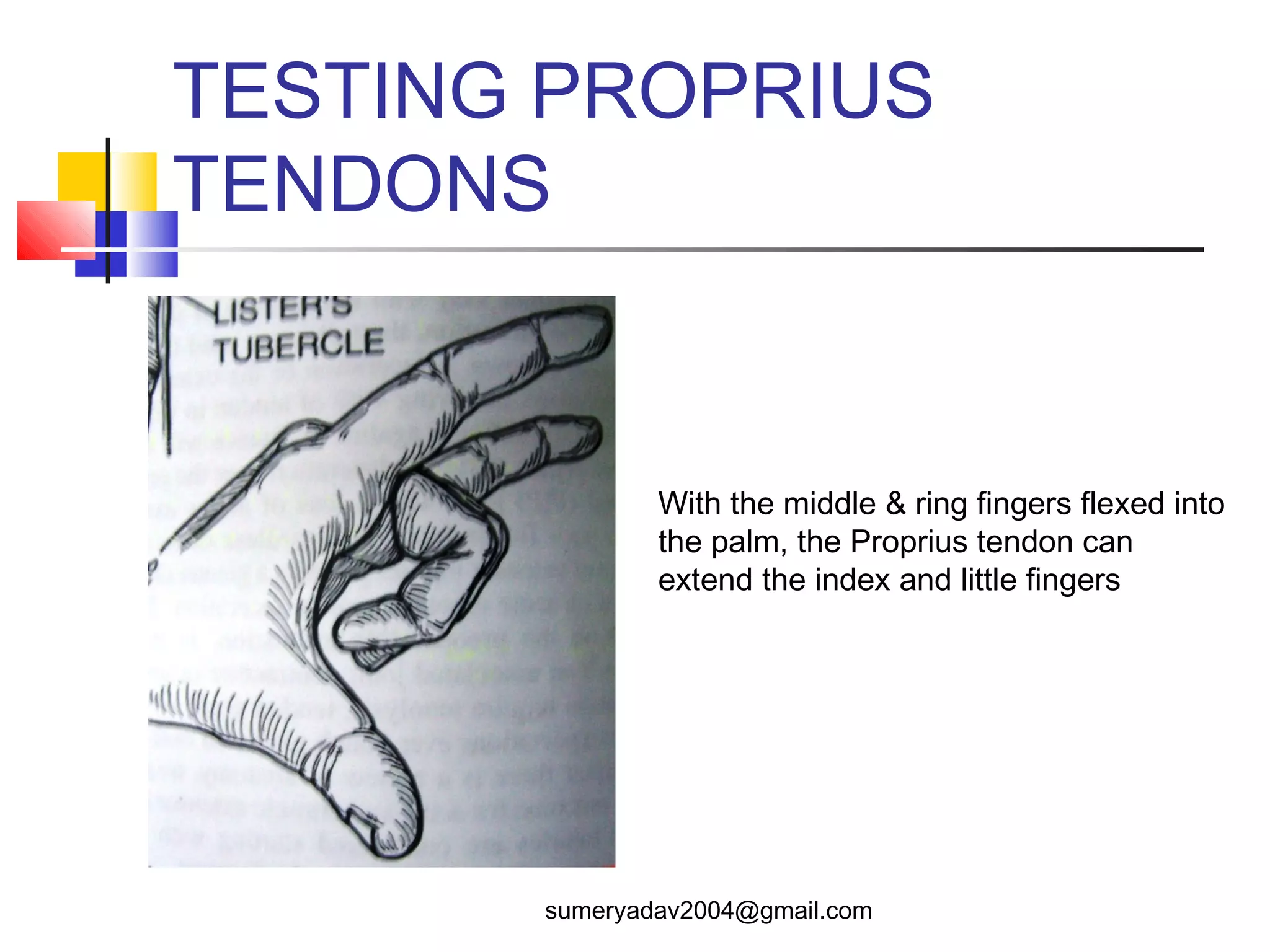 extensor tendons injury and deformity | PPT