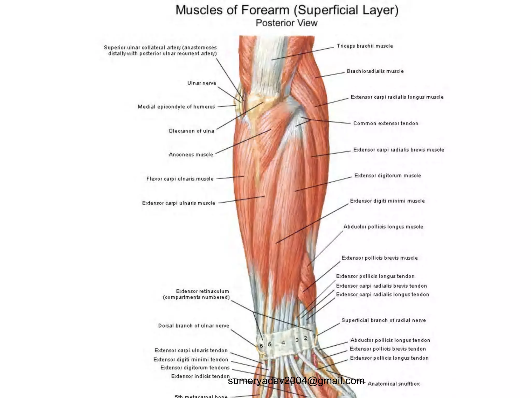 extensor tendons injury and deformity | PPT