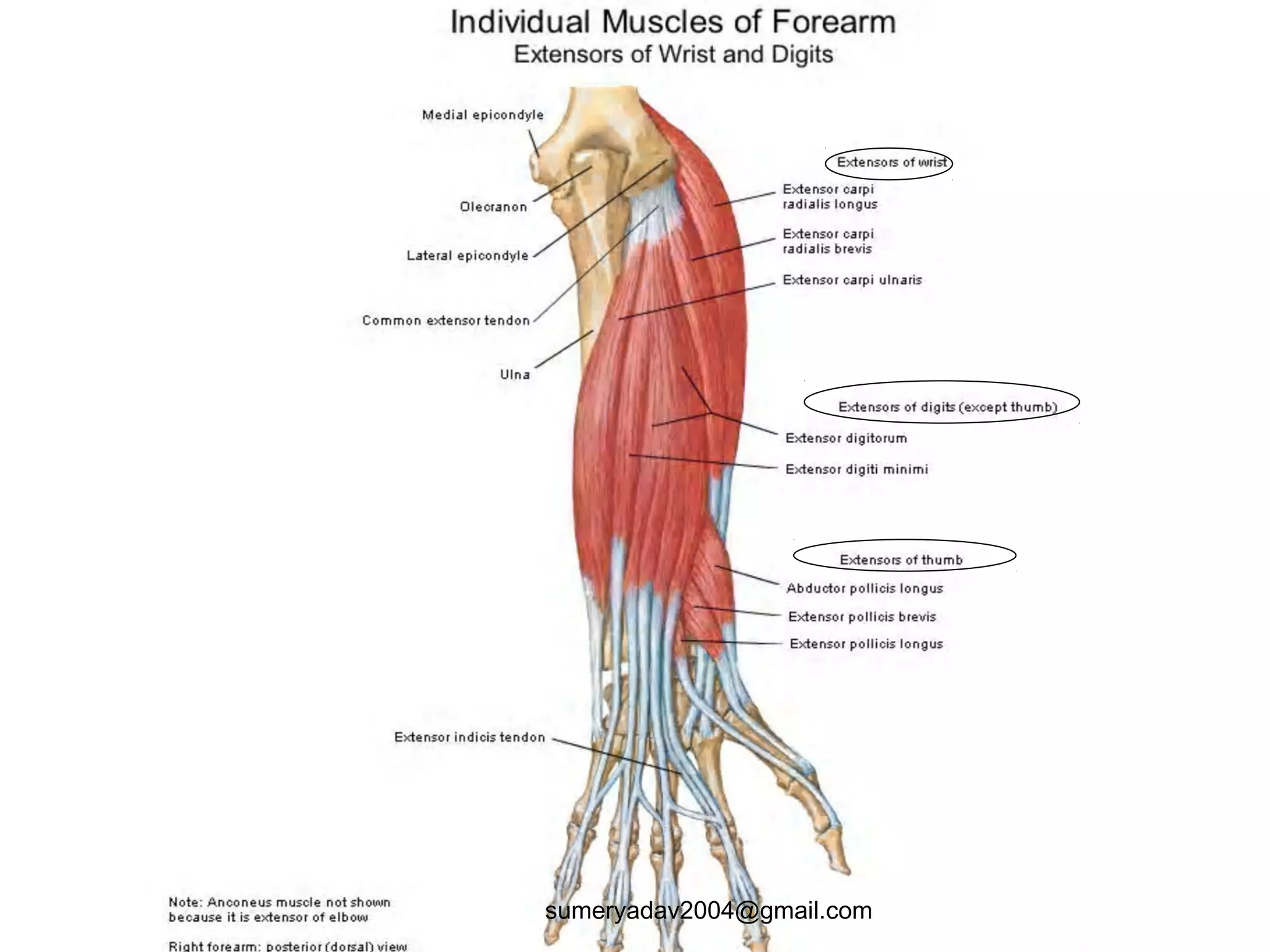 extensor tendons injury and deformity | PPT