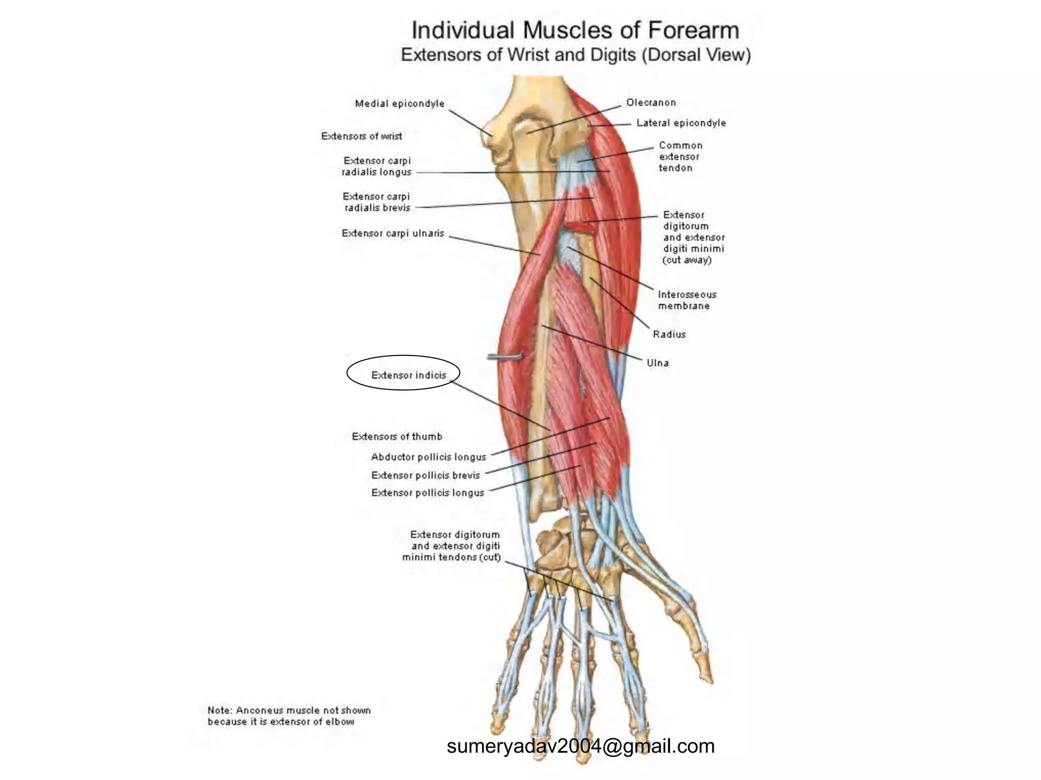 extensor tendons injury and deformity | PPT