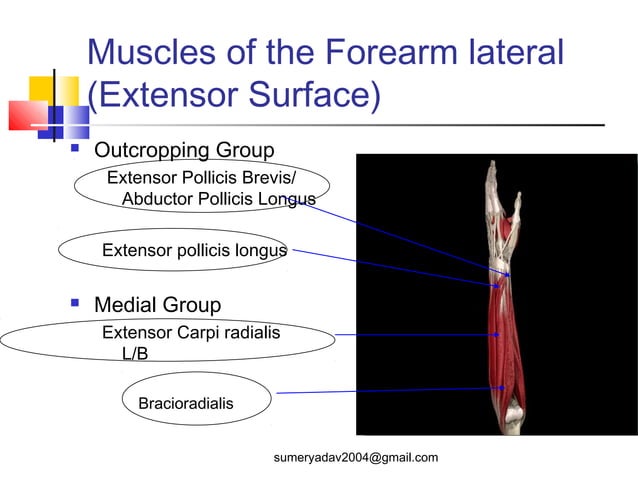 extensor tendons injury and deformity | PPT