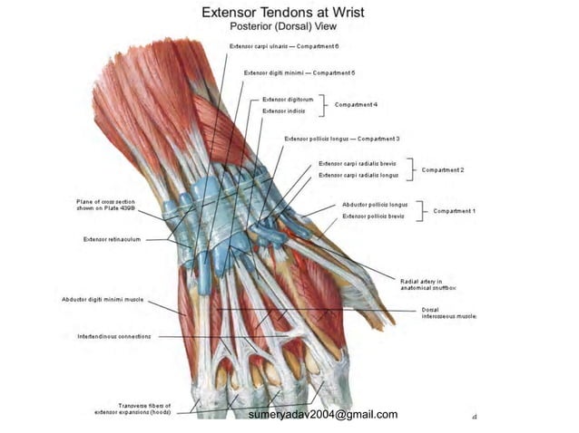 extensor tendons injury and deformity | PPT