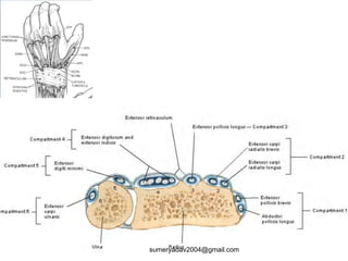 Wrist Extensor Tendons Cross Section
