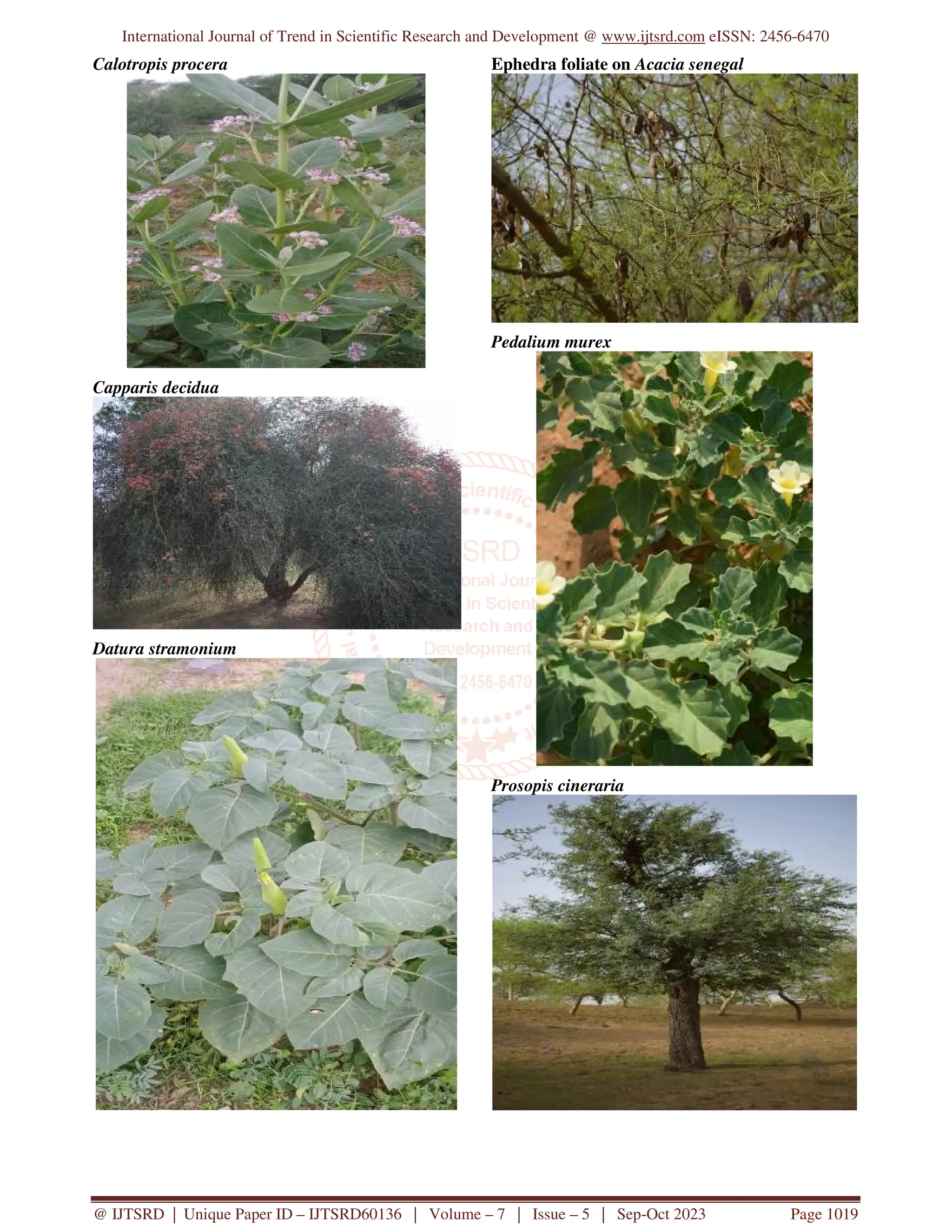 Impact of Phytochemical Values on the Floral Biodiversity of Shekhawati ...