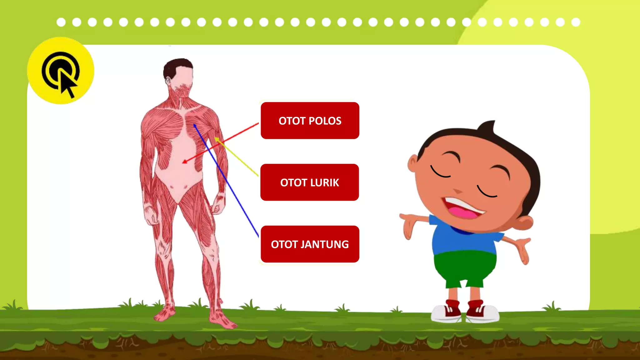 Organ gerak hewan dan manusia - macam macam otot manusia | smartpoint ...